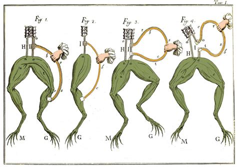 Galvani Discovers ‘Animal Electricity’ | History Today