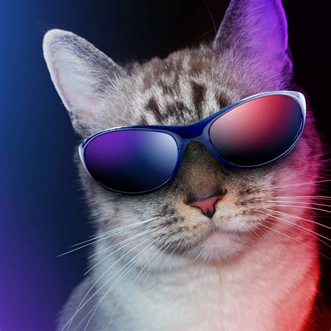 Sunglasses Cool Cat At James Loch Blog