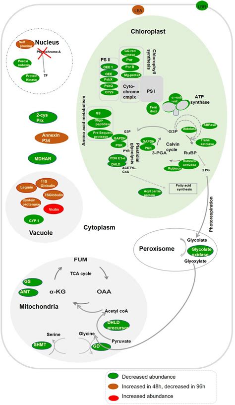 Schematic Model Of Phya Regulated Proteins In Tomato Seedling Grown Download Scientific Diagram