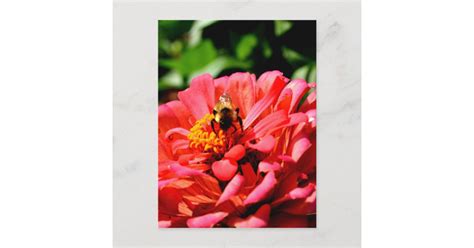Elegant Red Coral Floral Cute Bumble Bee Postcard Zazzle