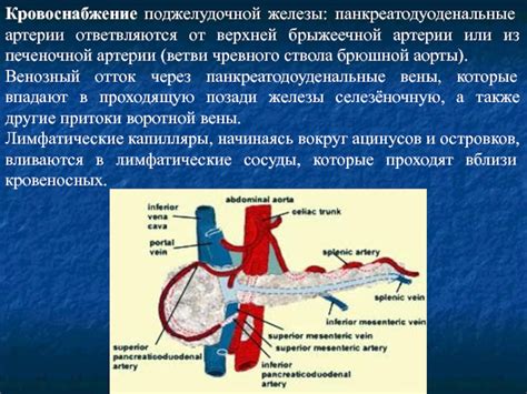 Поджелудочная железа