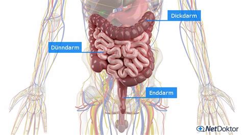 Was Ist Durchfall Diarrhoe NetDoktor De