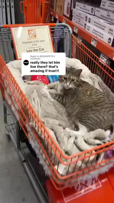 Home Depots Finest Mouser Album On Imgur