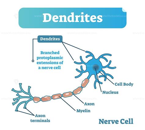 Description Dendrite Biological Anatomy Vector Illustration Diagram