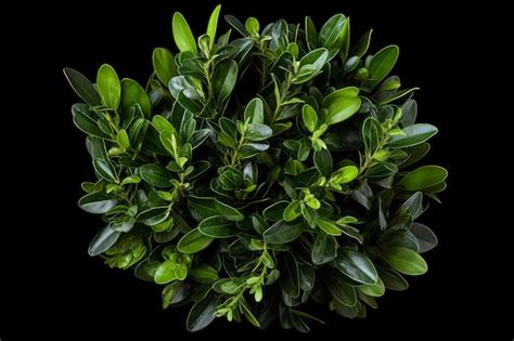 Premium Ai Image Laurel Bush On Black Background Generative Ai