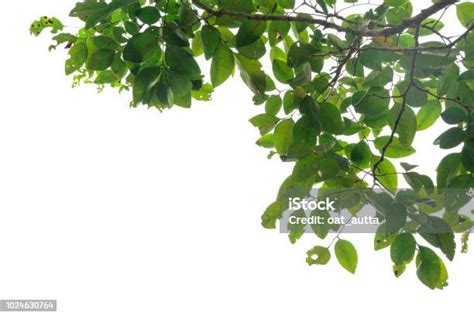 클리핑 경로 파일의 흰색 배경에 고립 된 근접 촬영 그린 리프 0명에 대한 스톡 사진 및 기타 이미지 0명 감귤 감귤류
