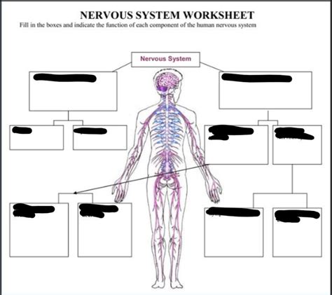 Nervous System Diagram Quizlet
