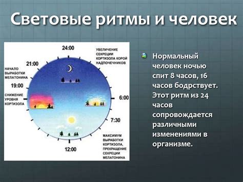 Биологические часы “сон бодрствование” для человека презентация онлайн