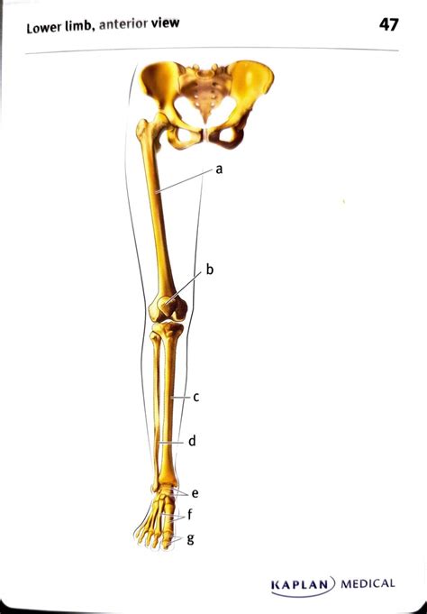 Lower Limb Anterior View Diagram Quizlet