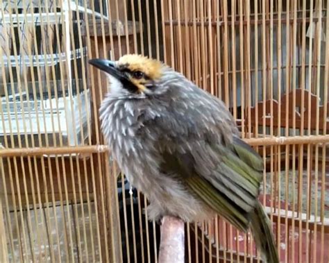 Burung Cucak Rowo Macet Bunyi Lakukan Tiga Hal Ini Stres Hilang Halaman 2