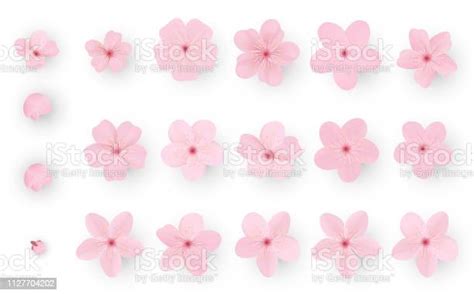 현실적인 사쿠라 또는 벚꽃 일본 봄 꽃 사쿠라 핑크 체리 꽃입니다 0명에 대한 스톡 벡터 아트 및 기타 이미지 0명 3월 4월 Istock