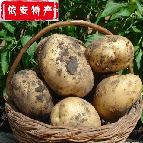 5斤装东北黑龙江农家新鲜大土豆纯正黄心土豆马铃薯蔬菜包邮 玖加壹家电馆