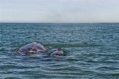 200 Years Later The Atlantics Extinct Gray Whale Returns Due To