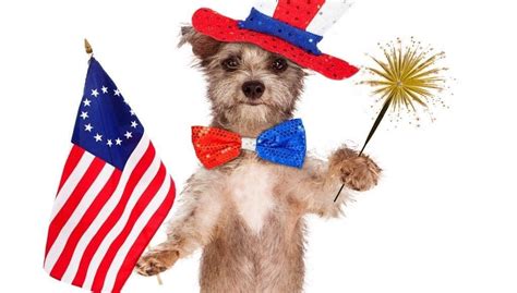 Is Your Dog Afraid Of Fireworks Or Thunder Partners Dog Training 3 Min