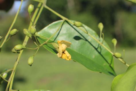 Pterocarpus Indicus Willd Plants Of The World Online Kew Science