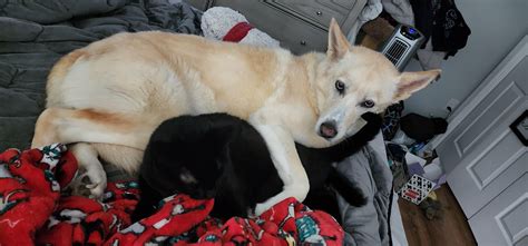 Dobby Smol Boi And Kreacher Rarely Every Apart My Foster Fails As I