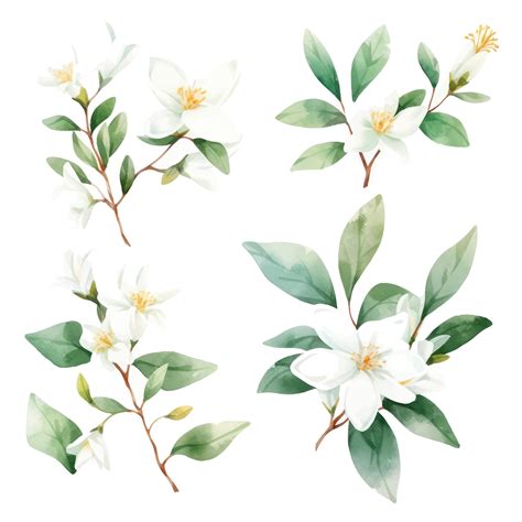 Conjunto De Vectores De Surtido De Flores Y Hojas De Acuarela Vector
