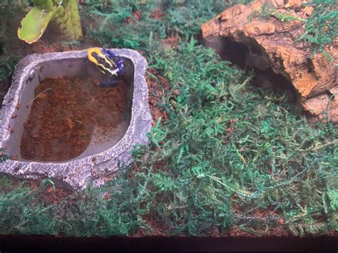 Cobalt Dart Frog I Got Yesterday Hasn T Really Moved At All Since I Ve