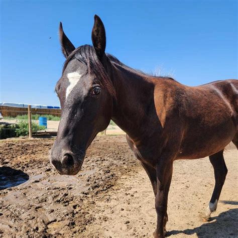 Adopt Flicka — Horse And Halo