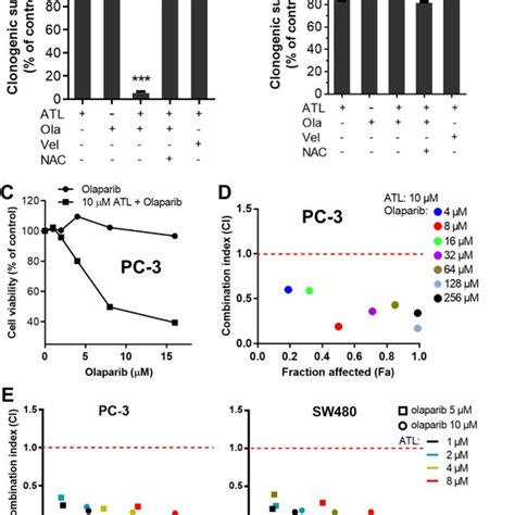 Atl Synergizes With Olaparib To Induce Intense Replication Stress In