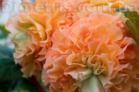 Variety Catalog Of Club Begonia
