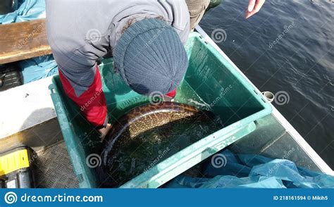 Large Specimen Of A Predatory Northern Pike Esox Lucius Stocking