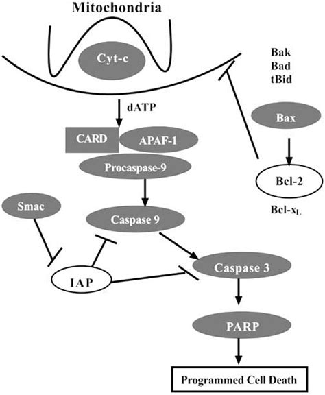 A Simplified Bcl 2 Mediated Signaling Pathway Download Scientific