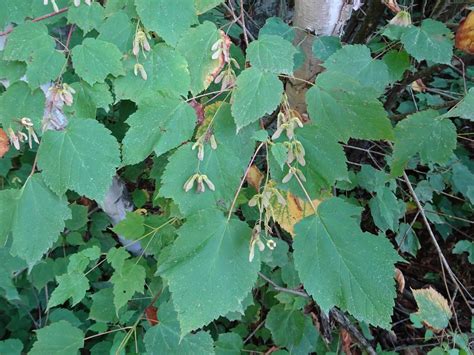 Acer Spicatum Bird Gardens