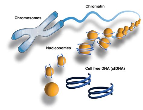 What Is Cell Free DNA