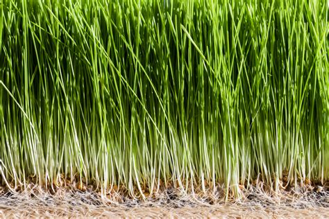 Wheatgrass 4oz Syracuse Microgreens Healthy Delicious And