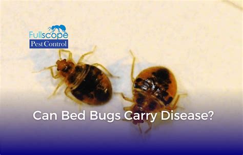 Can Bed Bugs Carry Disease Fullscope Pest Control