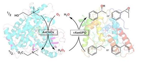 天然深共晶溶剂作为过氧化酶催化性能的添加剂 Chemcatchem X Mol