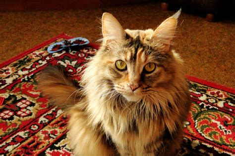 Comment savoir si votre chat est stressé Animal ch