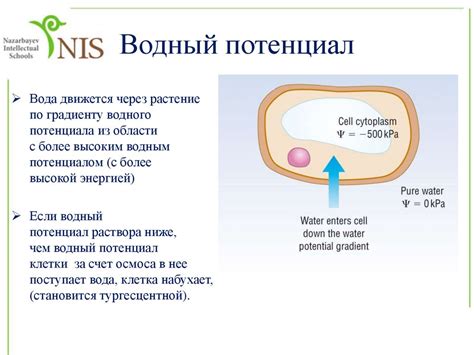 Транспорт веществ у растений презентация онлайн