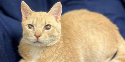 Kitten With Special Needs Looking For Special Home In New York Candy