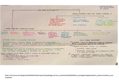 Mapa Conceptual Inmunología Pdf