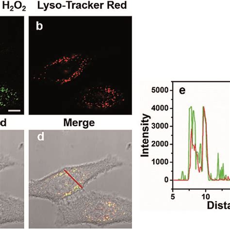 Intracellular Localization Of Gcnabp Nanoprobes In Hepg2 Cells Hepg2