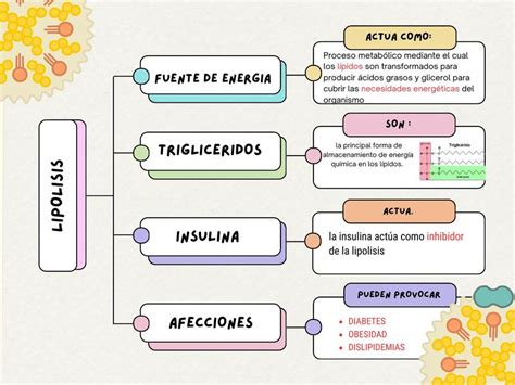 Lipolisis Paty Udocz