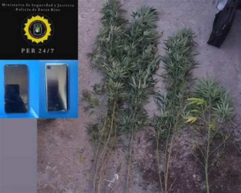 Secuestraron Cuatro Plantas De Cannabis Sativa Noticias La Voz 901