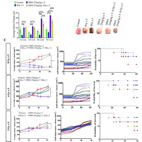 Vibha Tandon Professor Full Jnu Research Profile