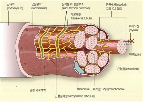 한국인재교육원 운동 생리학 근세사 활주설 네이버 블로그