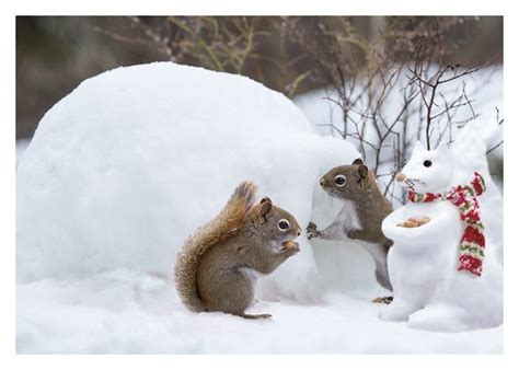 Squirrels In Snow Palm Press