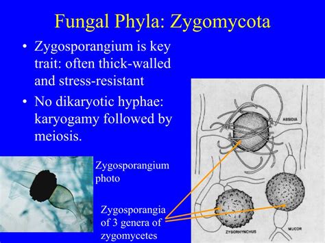 Zygomycota Labeled Hyphae
