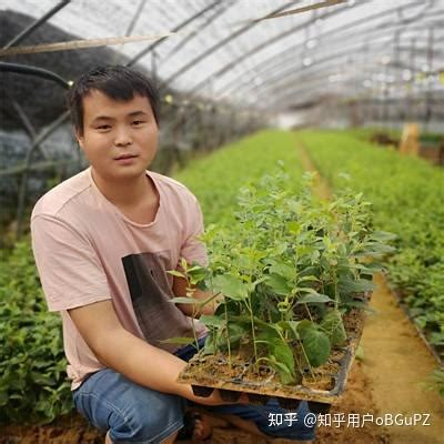 组培吉塞拉y1砧木苗特点有哪些嫁接亲和力好抗重茬 知乎
