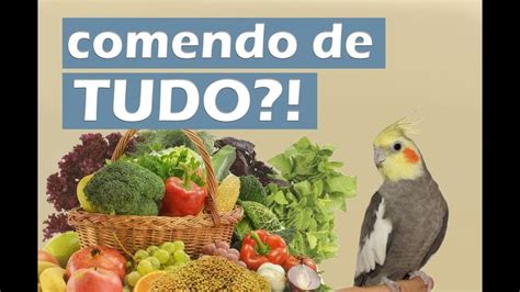 Como Fazer Sua Calopsita Comer Outros Alimentos YouTube Parrot Bird