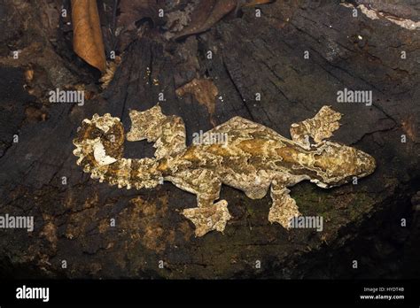 Gliding Gecko