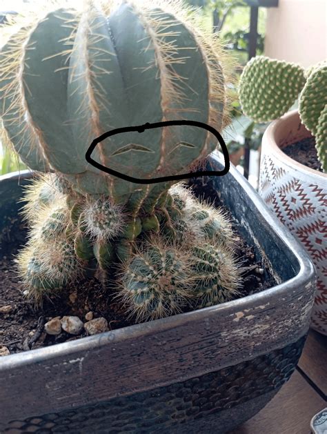 Problem With My Cactus Rcactus