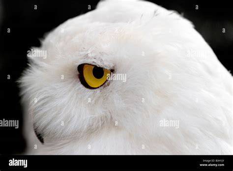 Snowy Owl Bubo Scandiacus Stock Photo Alamy