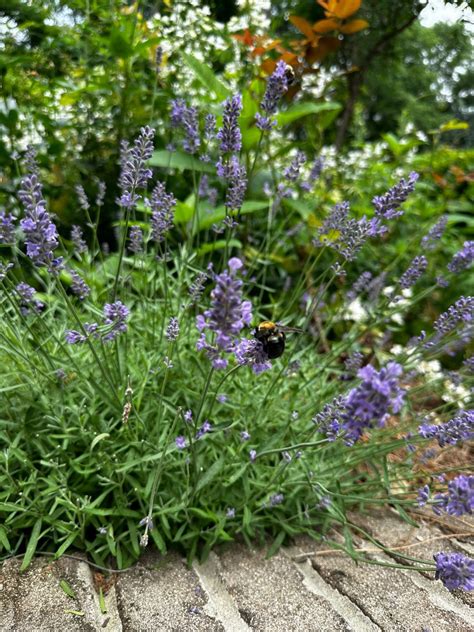 Worldbeeday Stephen Mcnulty
