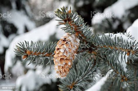 스프루스 지사 및 안전구역 표시 콘 0명에 대한 스톡 사진 및 기타 이미지 0명 12월 1월 Istock